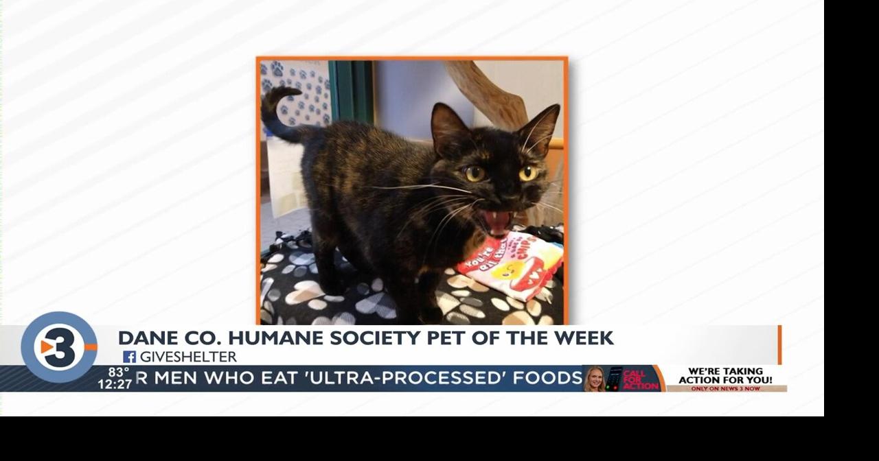 Meet the Pet of the Week: Moxie | Local News | channel3000.com