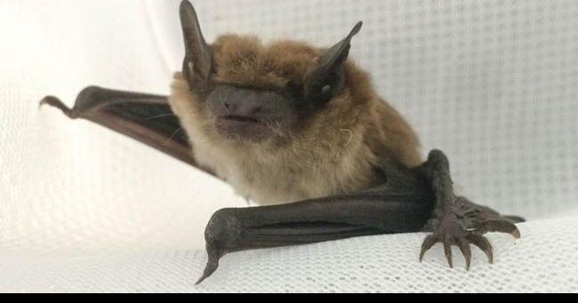 A Wisconsin researcher hopes to use UV light to save bats | Local News ...