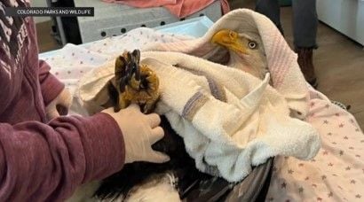 Bald eagle recuperating while Colorado wildlife officers look for ...