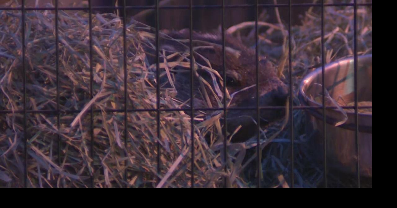 Sun Prairie Jimmy does not see his shadow, predicts early start to ...