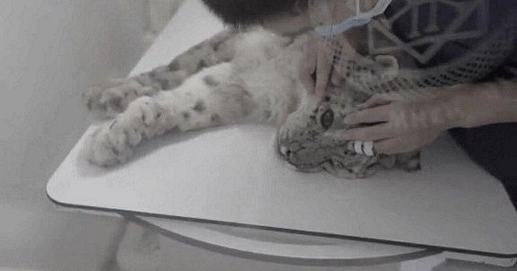 Wild snow leopard’s vision restored after world-first cataract surgery ...