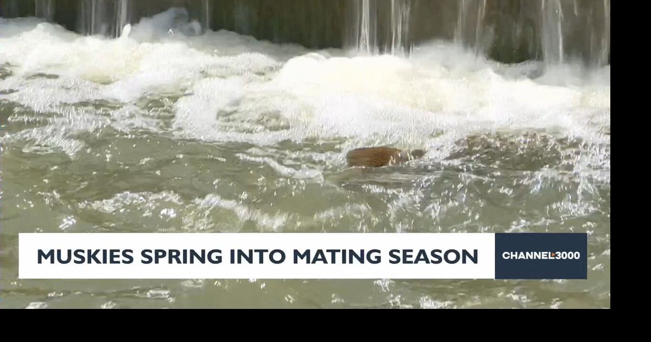 Muskie madness: Spring migration draws crowds to Wingra Dam | News ...