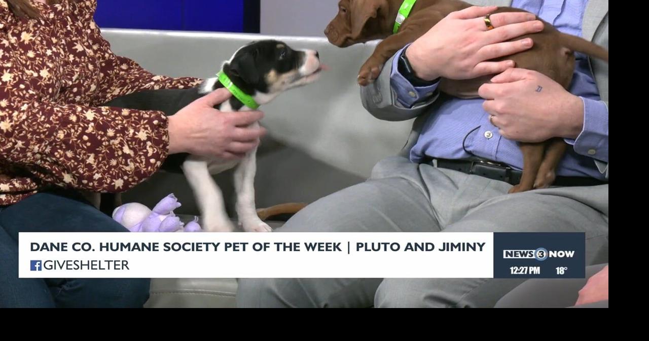 Pet-entially Yours: Meet Pluto and Jimmy from the Dane County Humane ...