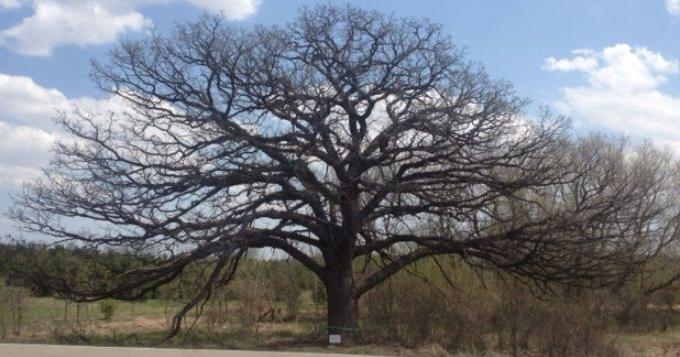 150-year-old tree to come down for highway project | Local News ...