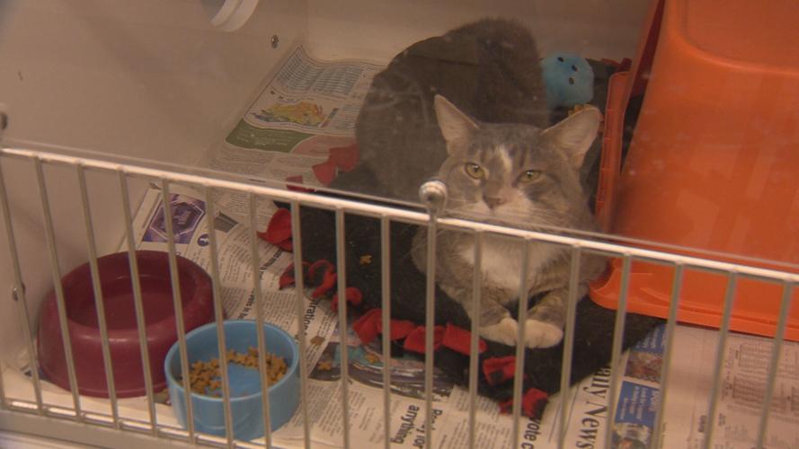 Humane Society of Southern Wisconsin holds grand opening event for new ...