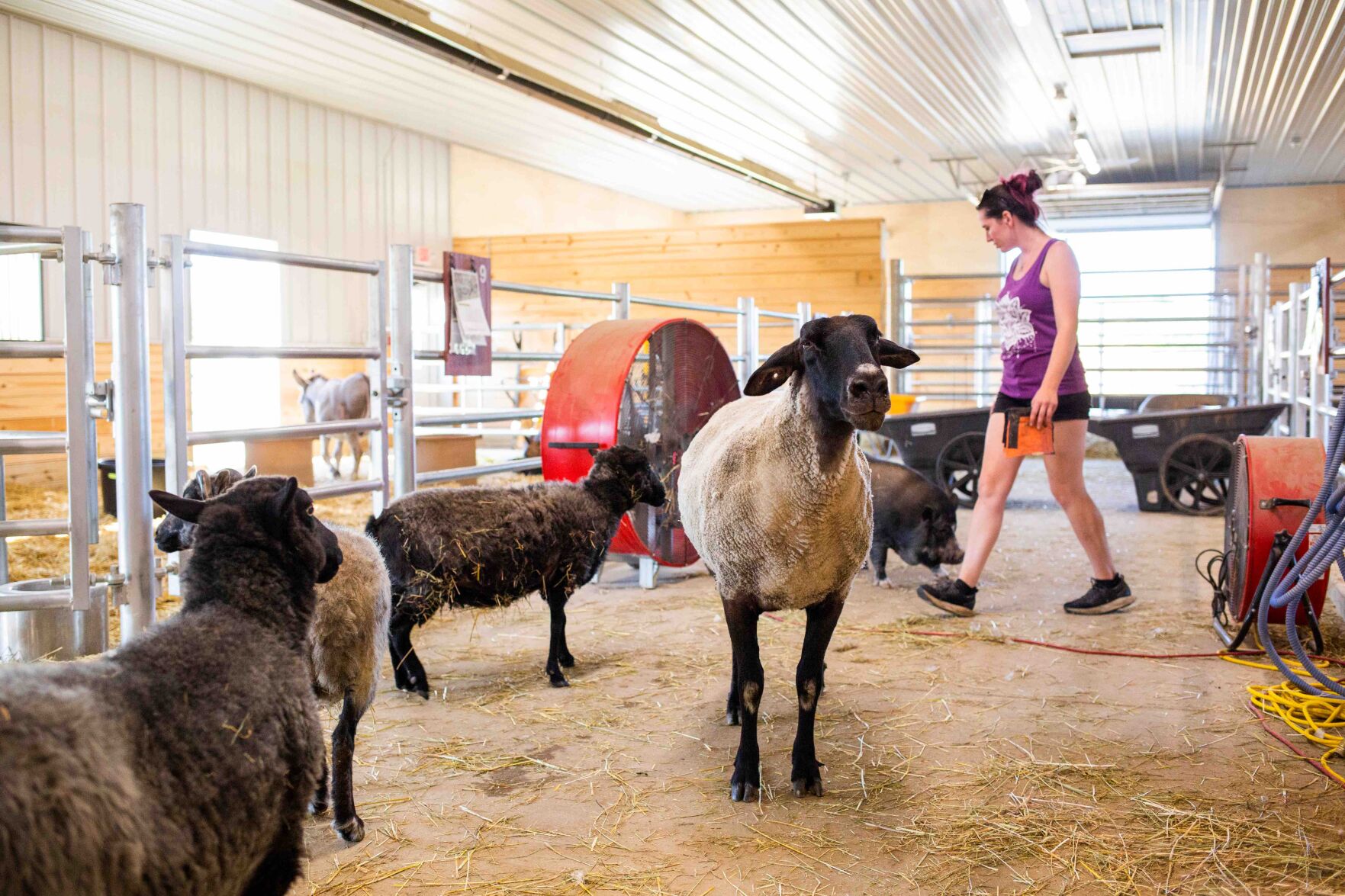 Heartland Farm Sanctuary brings heart to rescued farm animals | MADISON ...