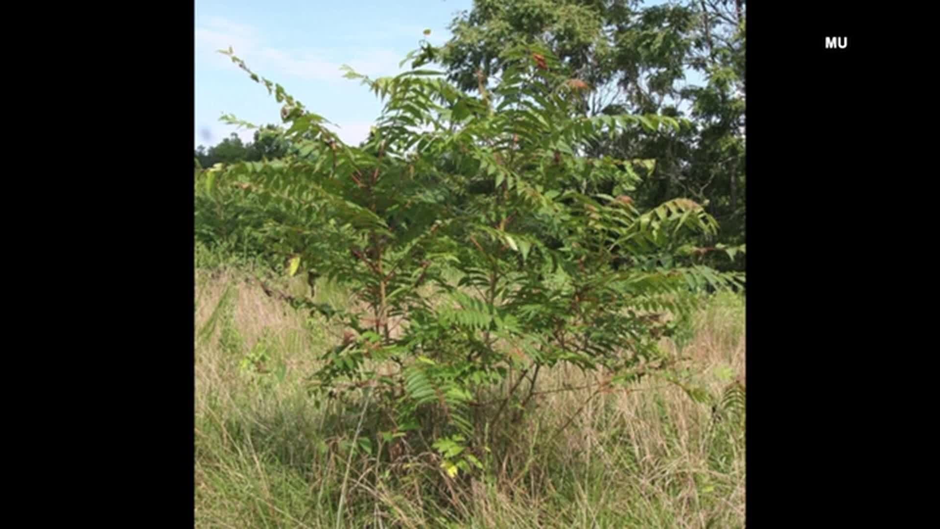 MoDOT spent $2.6 million on invasive tree removal in preparation for ...