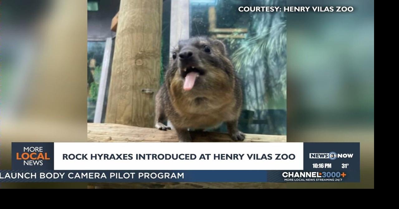 Pair of rock hyraxes make new home at Henry Vilas Zoo | News ...