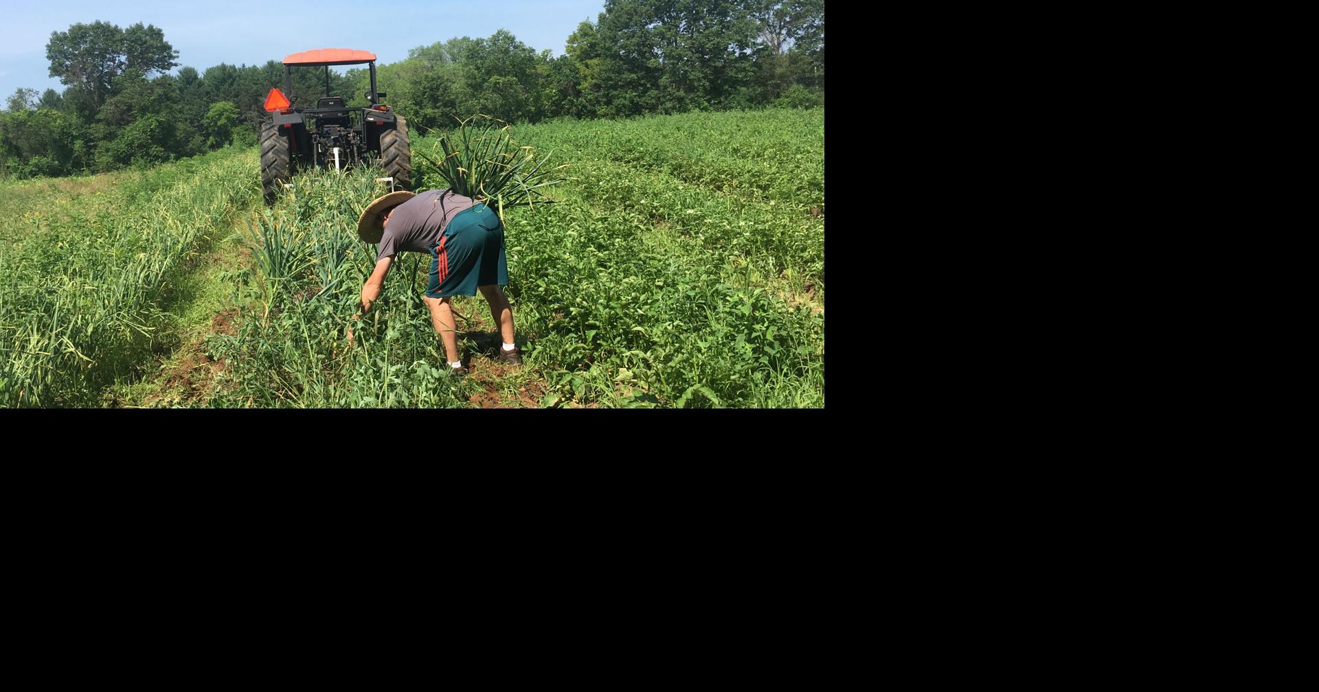 Grow your own produce: Worker-share and community garden opportunities ...