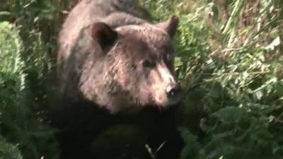 Volunteers feed emaciated grizzly bears in Canada | National and World ...