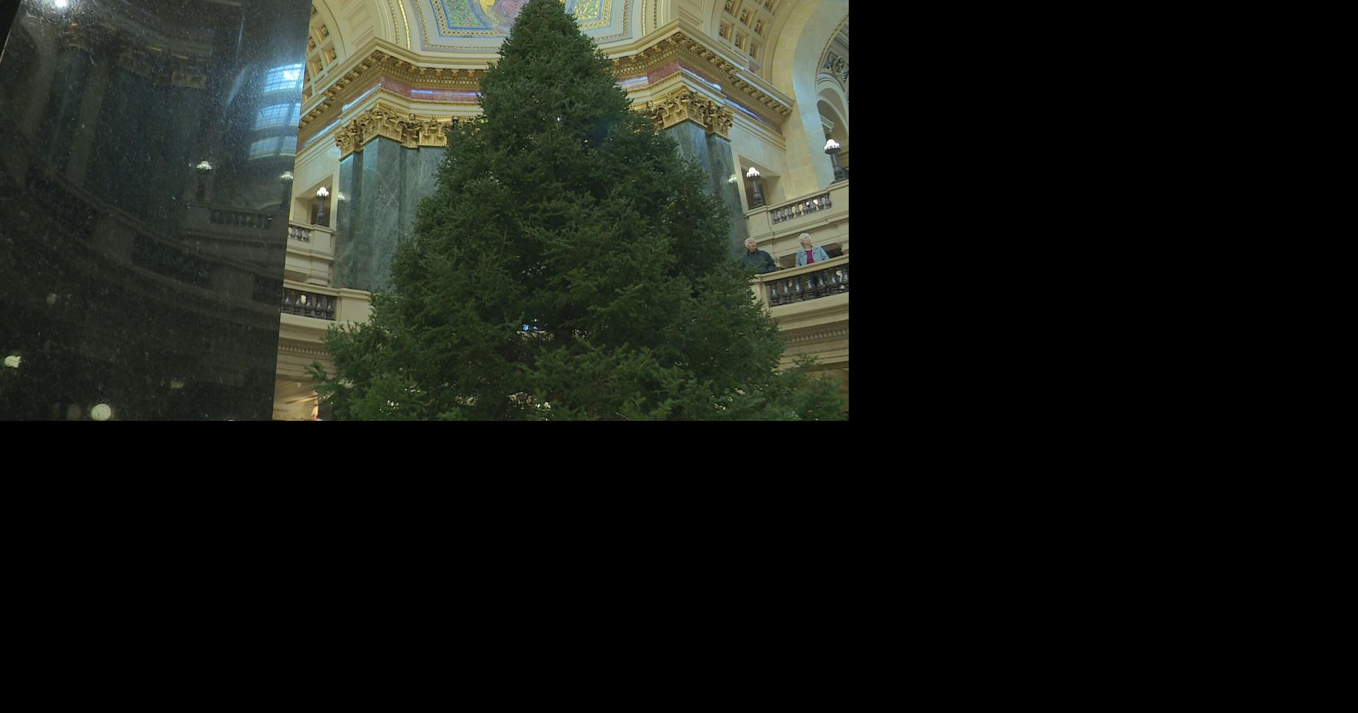 2023 Wisconsin State Capitol Holiday Tree now standing in Rotunda ...