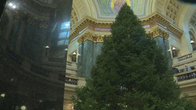 2023 Wisconsin State Capitol Holiday Tree now standing in Rotunda ...