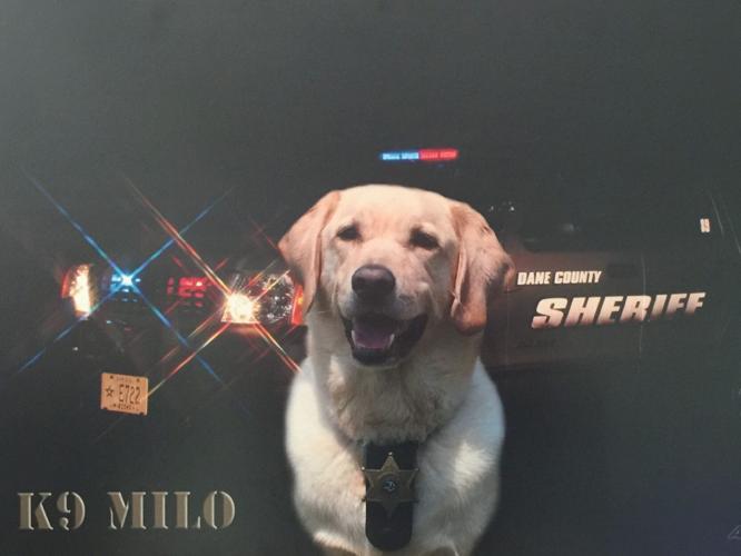 Dane County Sheriff’s Office announces death of retired K9 Milo | Local News | channel3000.com