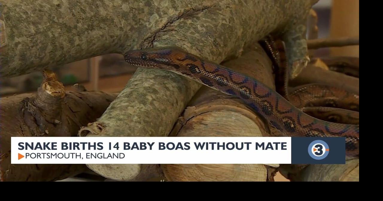 Snake births 14 baby boas without mate | Video | channel3000.com