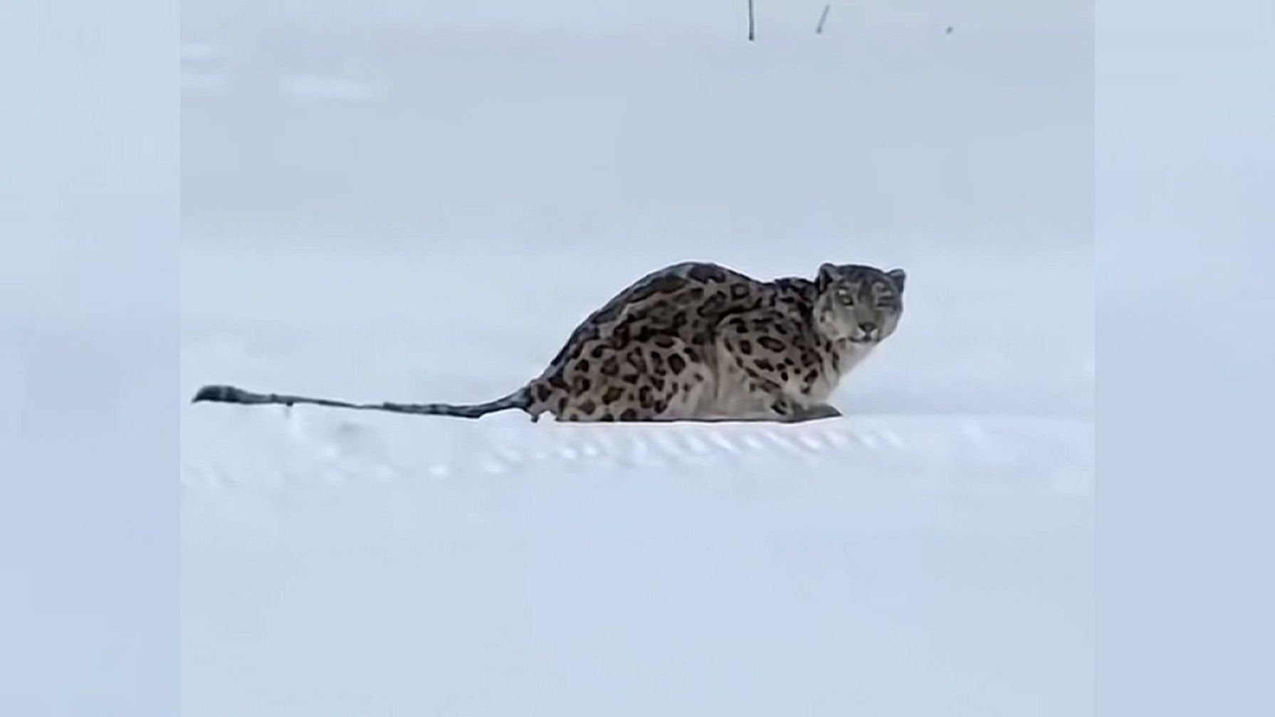 Snow leopard mauls skier in China’s Xinjiang region | News ...