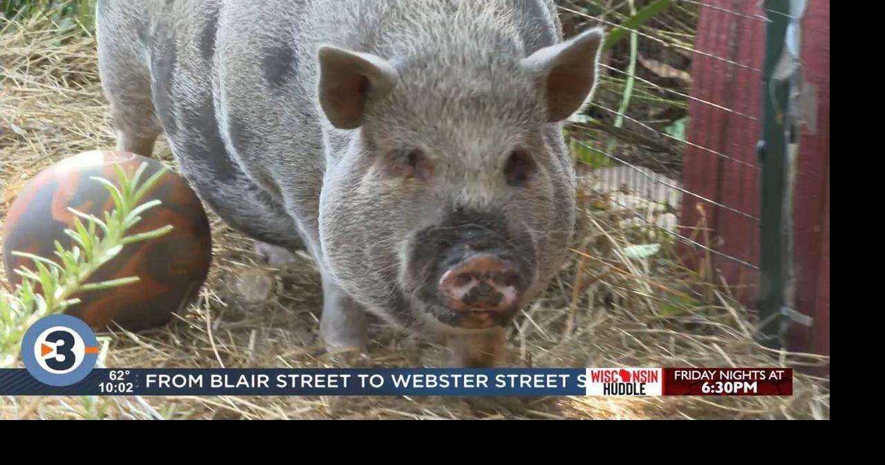 Madison becomes hog heaven following council vote allowing pet pigs to ...
