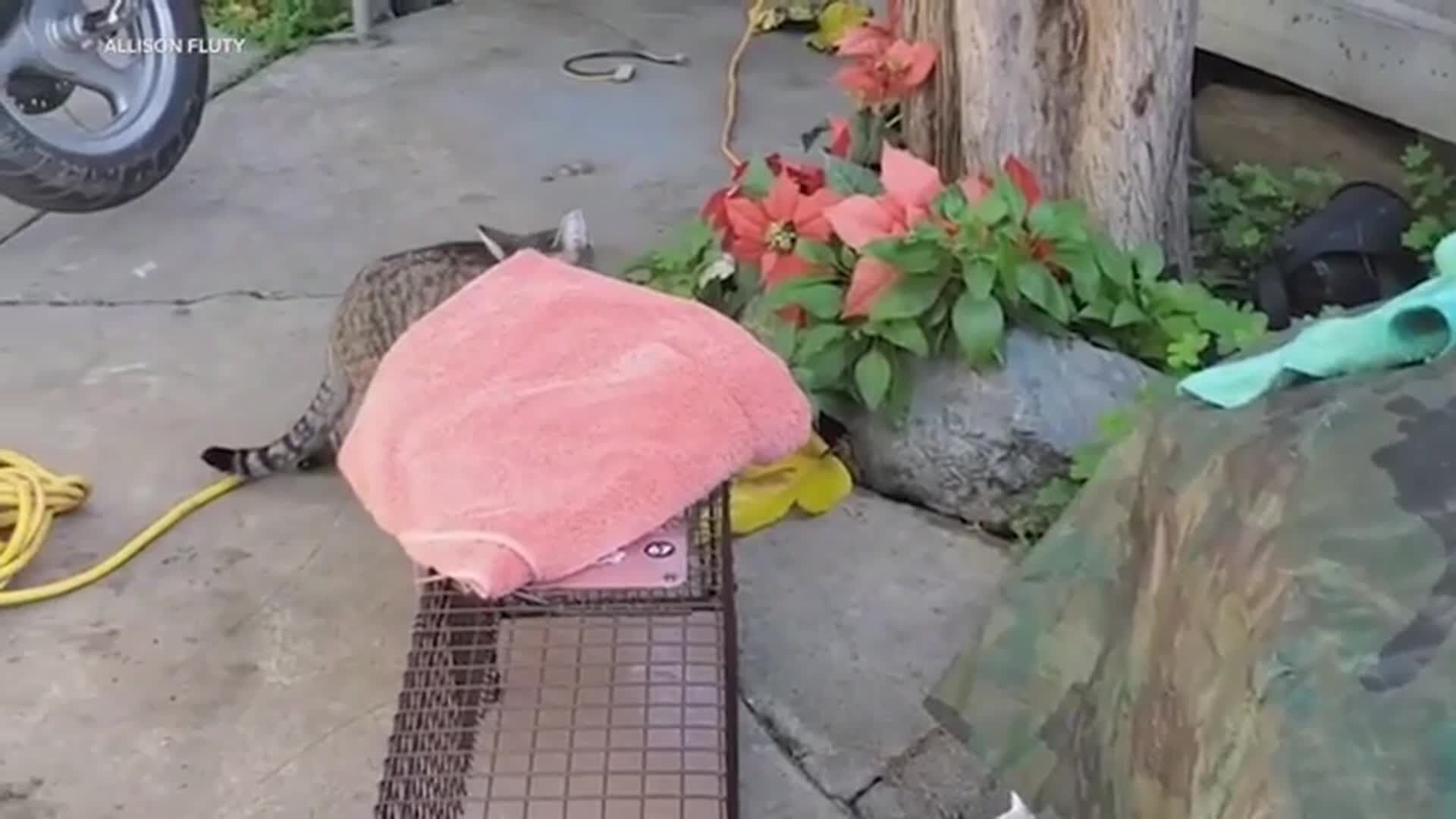 Good Samaritans help save stray cat shot with crossbow | National and ...