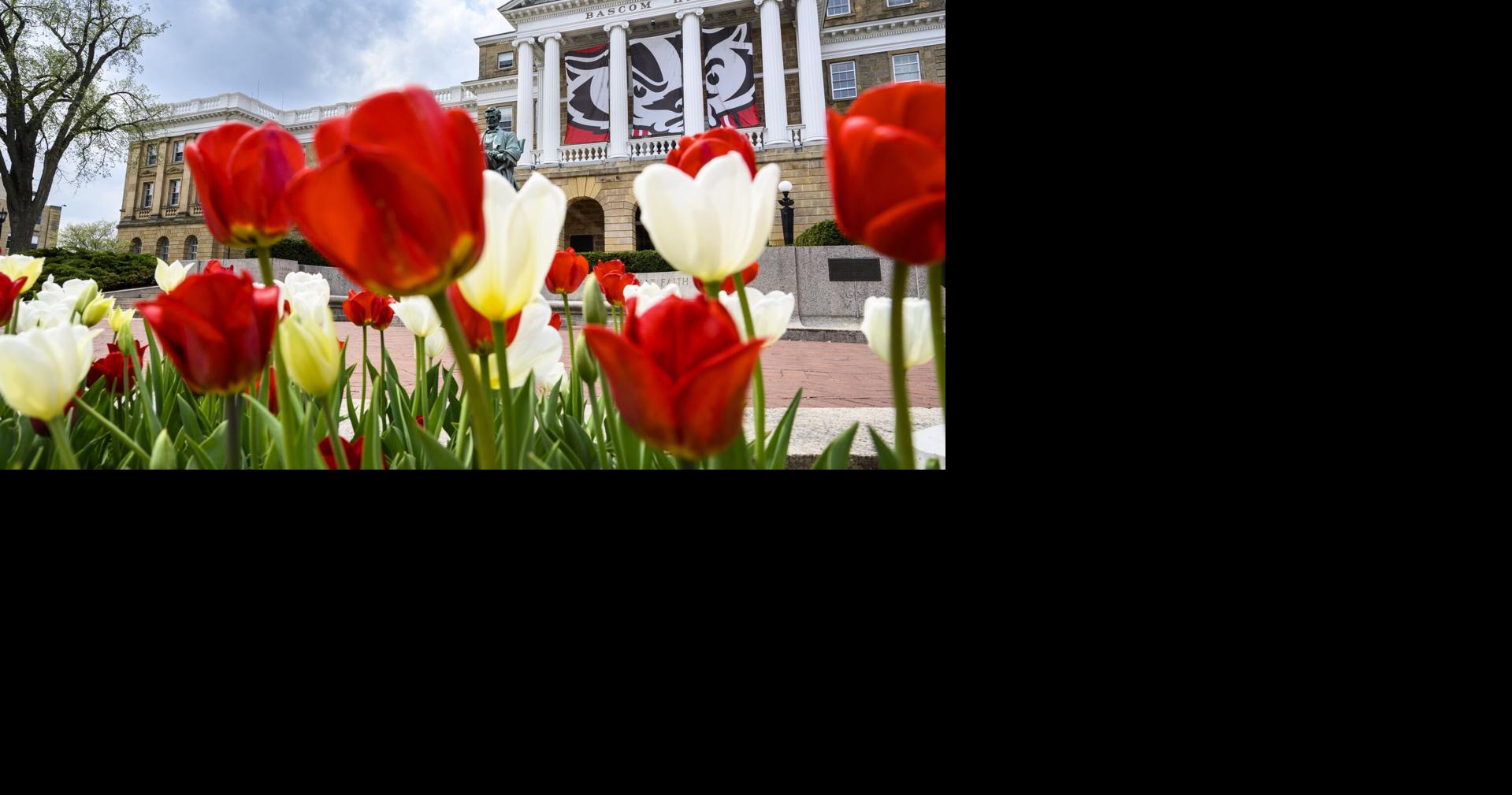 Tulip festivals worth the drive from Madison | MADISON MAGAZINE ...