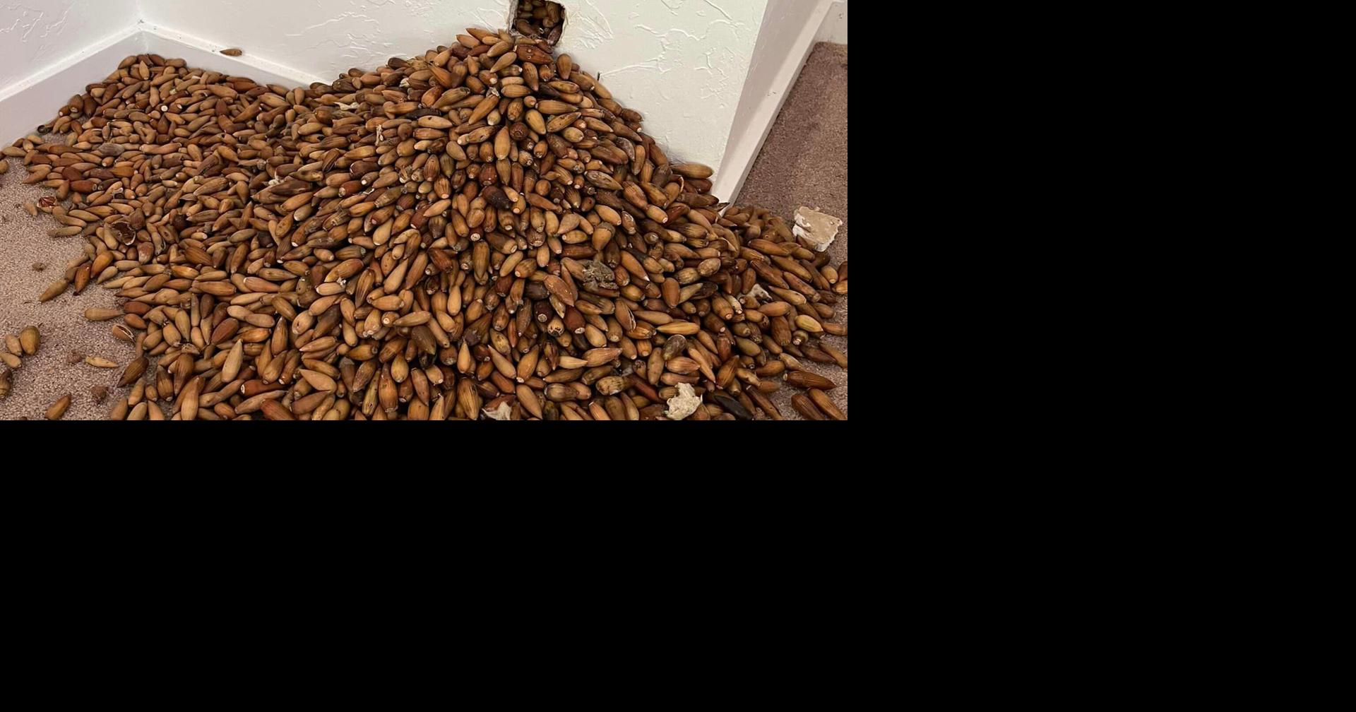 Woodpeckers hoard over 700 pounds of acorns in vacation rental home ...