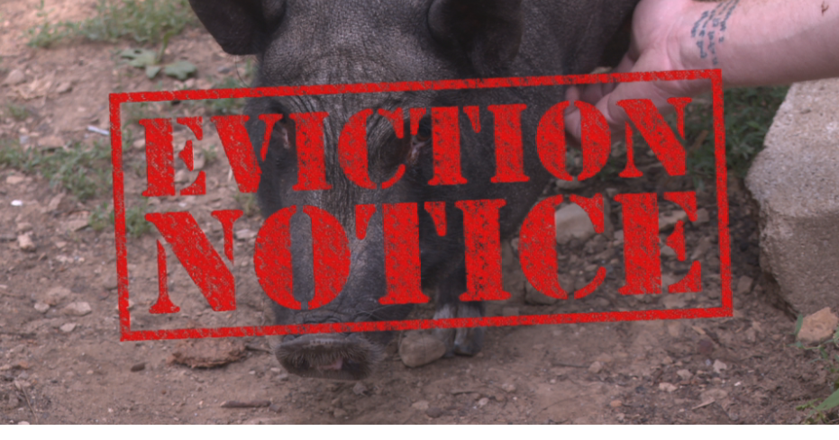 This little piggy... has to go? Pig owners, alder fighting to allow pet ...