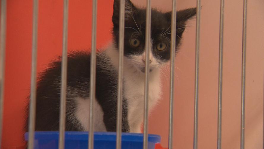 Humane Society of Southern Wisconsin holds grand opening event for new ...