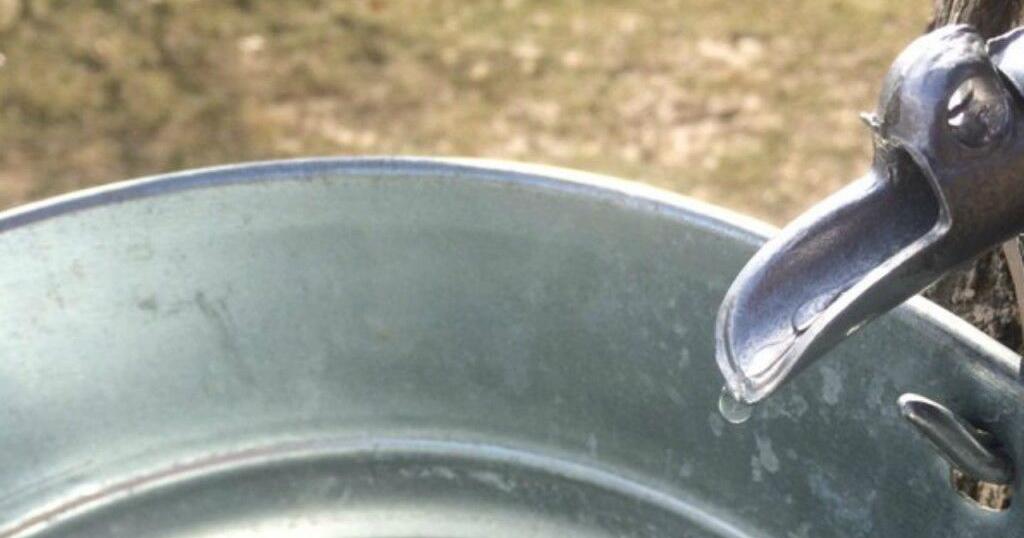 Warmer temperatures affect maple syrup season | Local News ...