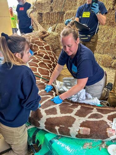 Milwaukee County Zoo giraffe recovering from breeding injury | News ...