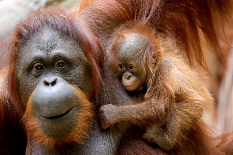Humans and apes show similar rhythmic pattern in laughter | Shareable ...