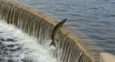 Beyond the Barometer: The science behind the iconic Musky jump over the ...