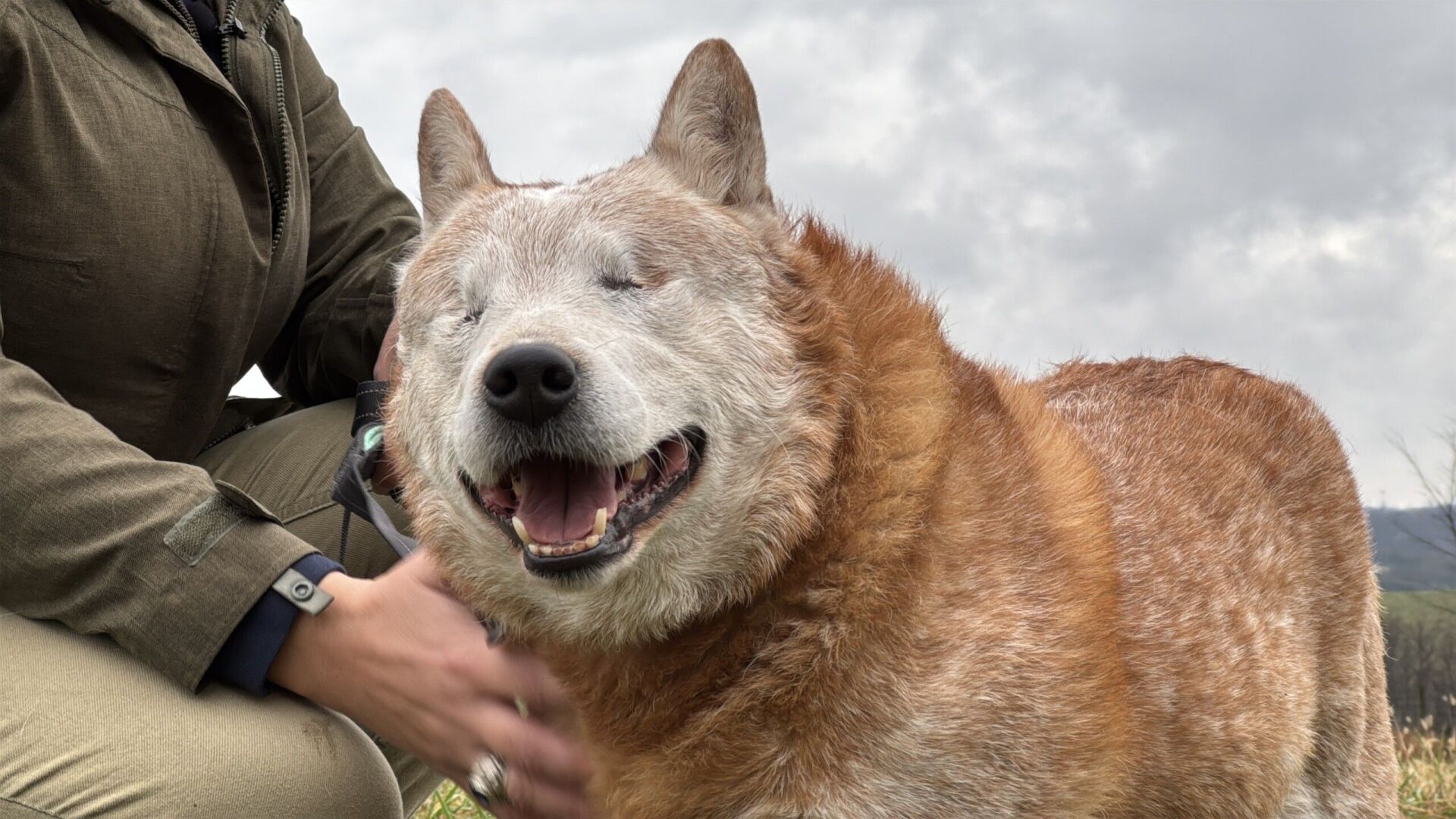 Meet Goose, the no‑eyed Kentucky farm dog competing for People’s Choice ...
