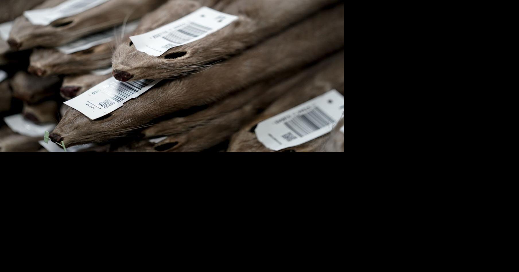 Wisconsin’s No. 1 mink farming industry now seen as a COVID-19 risk ...