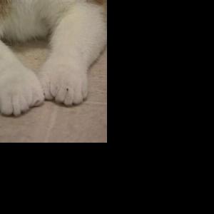 Shelter helped by cat’s 26 toes is closing | Local News | channel3000.com