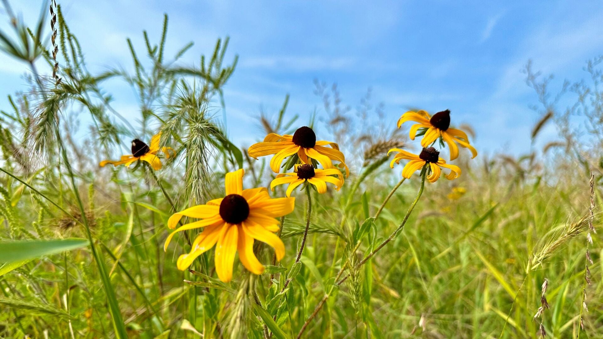 How to fill your garden with native blooms this spring | MADISON ...