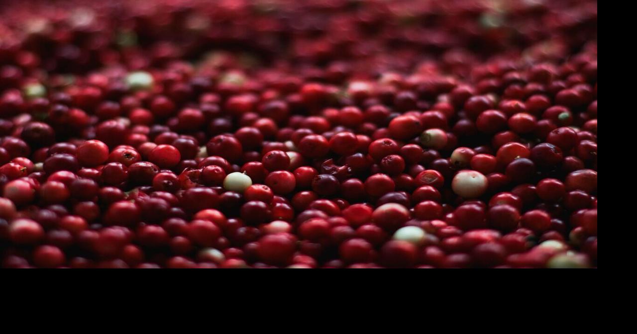 Wisconsin cranberry harvest projected to be just under 5M barrels ...