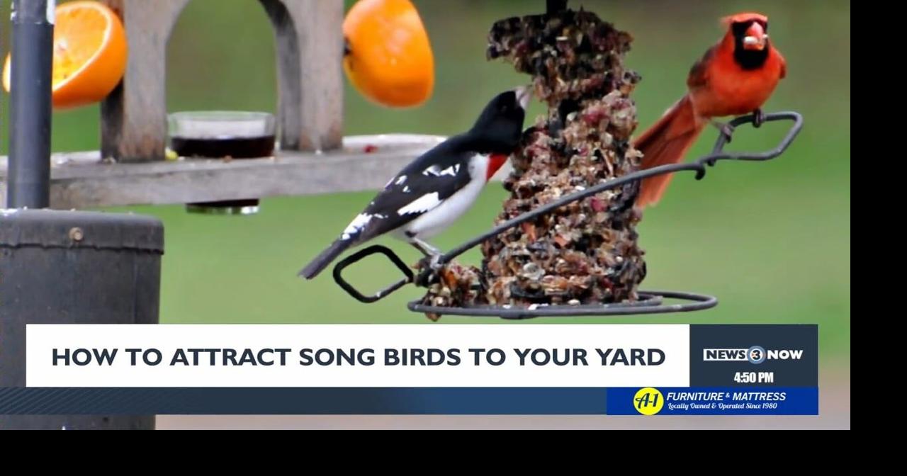 Attracting songbirds to your yard | Video | channel3000.com