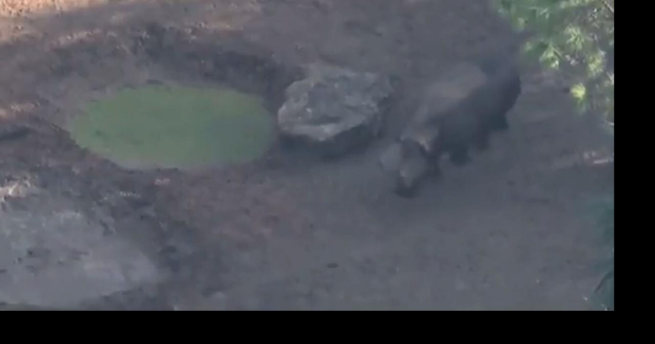 Child hurt falling into rhino exhibit at Florida zoo | Features ...