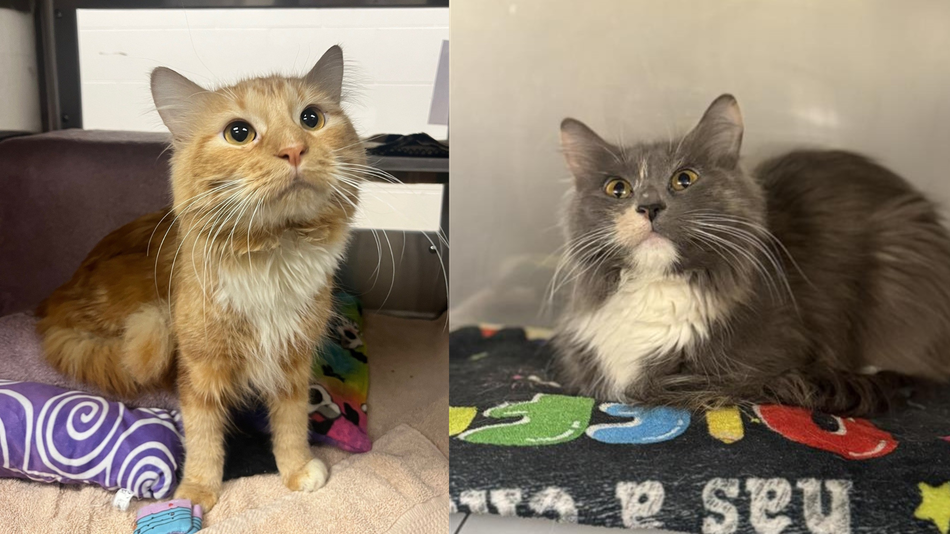 Nearly 2 dozen cats rescued from Dane Co. hoarding situation | News ...