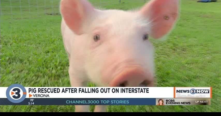 Baby pig rescued after falling out of truck onto interstate tells ...