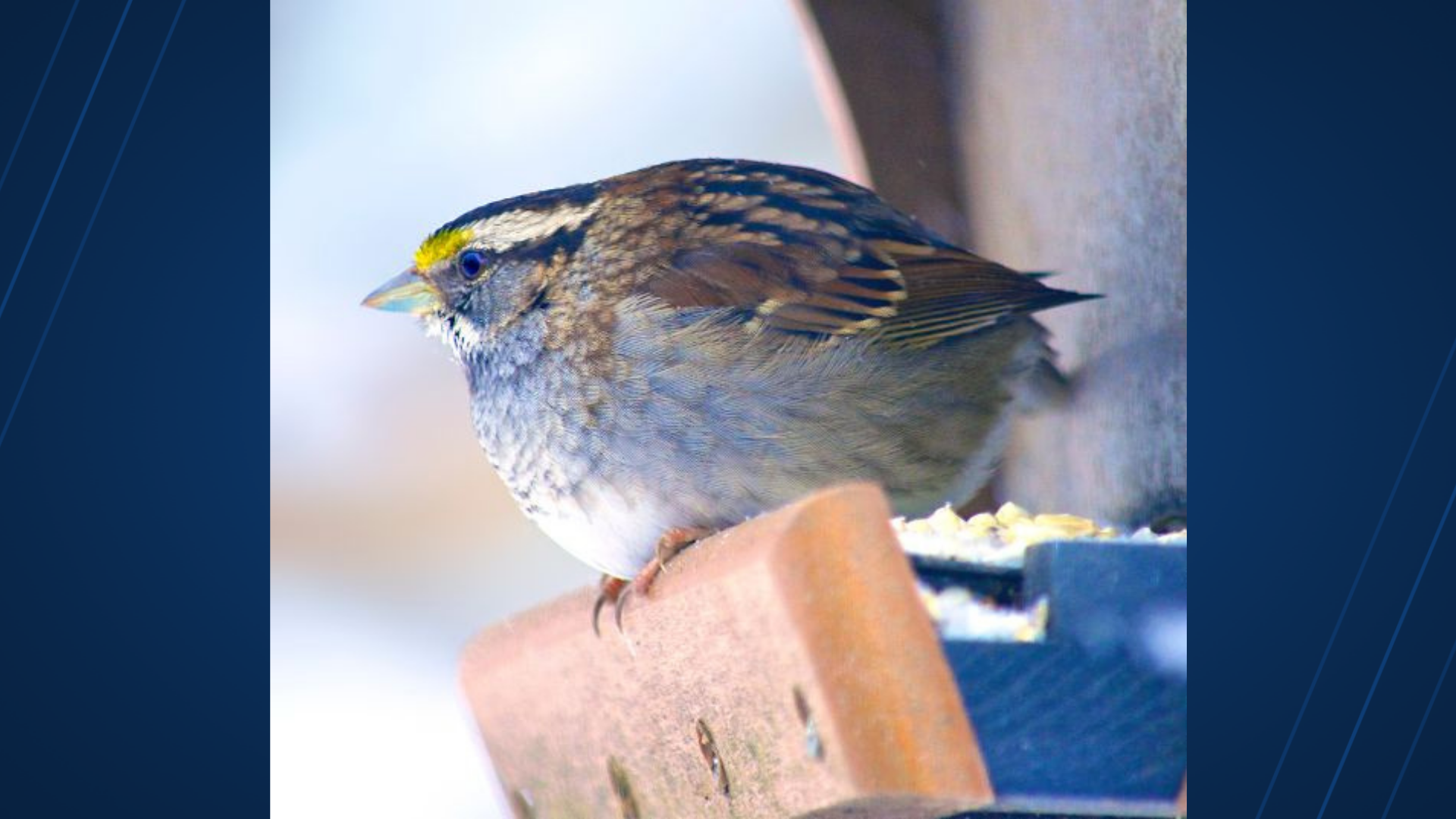 Survival of the Fattest: Wisconsin Fat Bird Week returns Friday | News ...