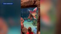 Mermaid for hire: Blue Zoo closure leaves mermaid out of work ...