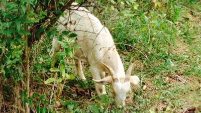 Al Johnson’s launches new weekly video series about its famous goats ...