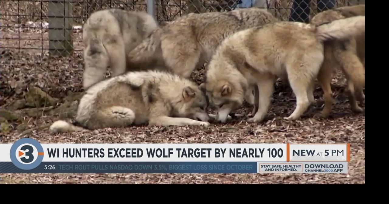 Wisconsin wolf hunters exceed target by nearly 100 | Local News ...