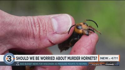 Should we be worried about murder hornets? | News | channel3000.com