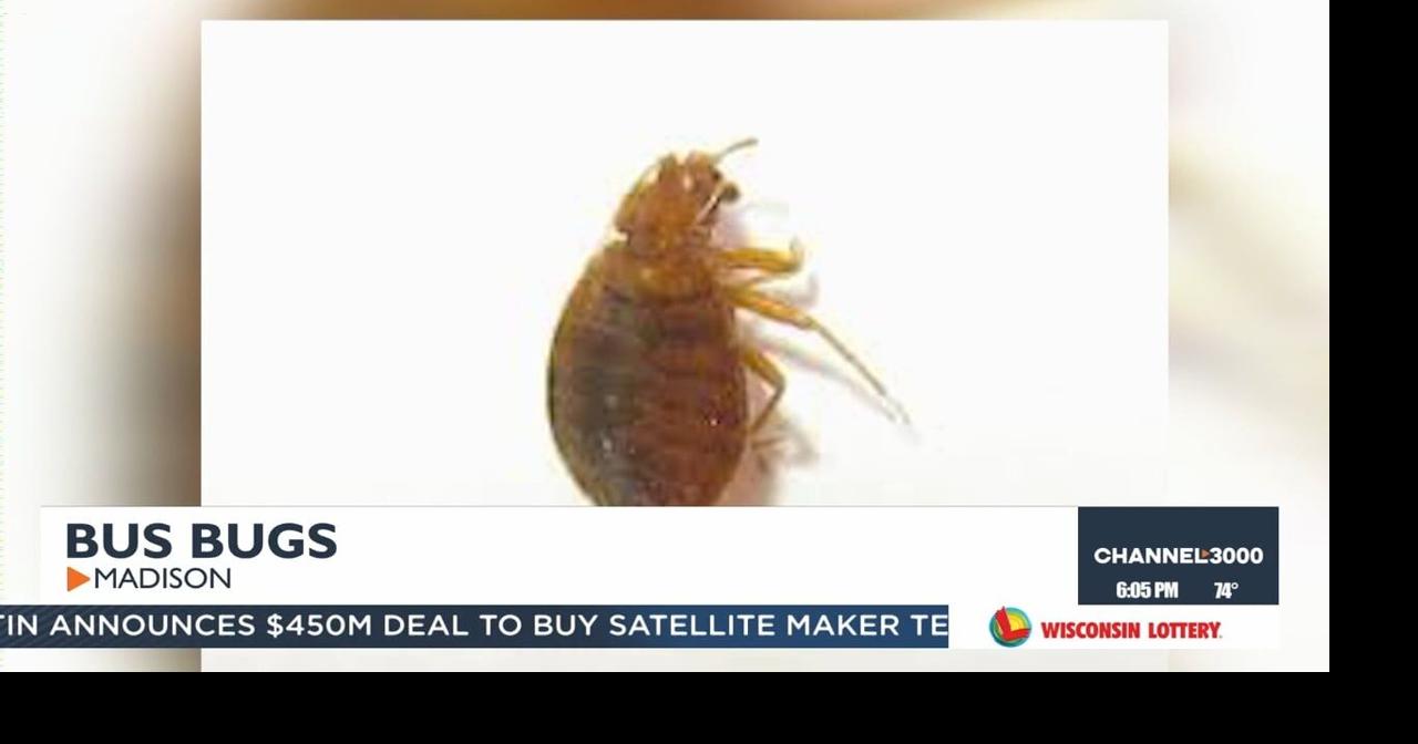 Metro Transit responds to bed bug sightings on buses | News ...