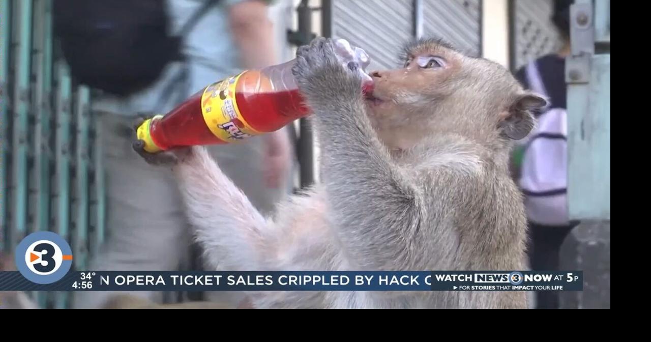 Newshounds Now Update: Monkeys gone wild | Lifestyle | channel3000.com