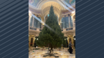 Wisconsin Capitol Rotunda Christmas Tree Installed for 2025 | News ...