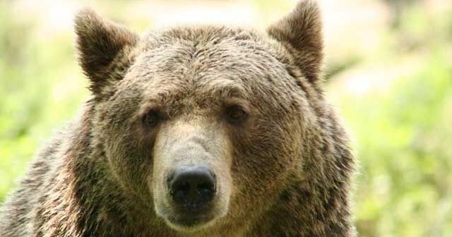 Bear breaks into Colorado home, evades police | Features | channel3000.com