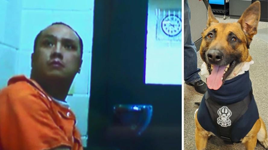 PHOTOS: K-9 Pyro recovering from horrific stab injuries | News ...