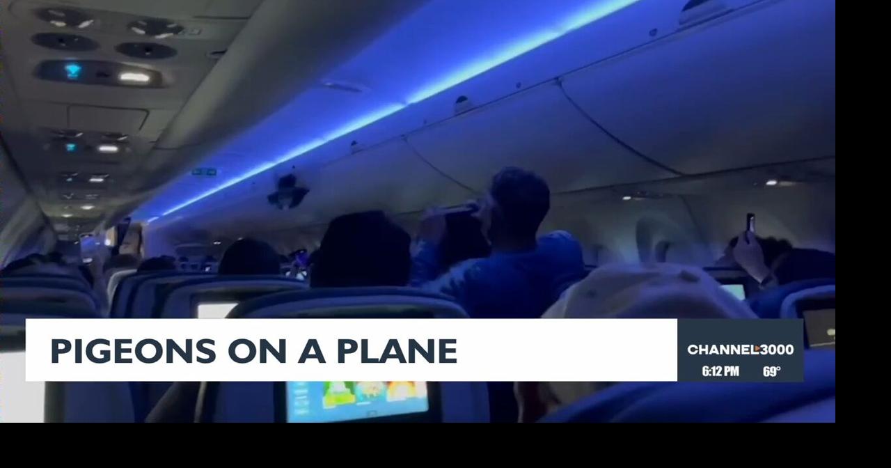 Pigeons on a plane: Video shows not 1, but 2 pigeons delaying flight ...