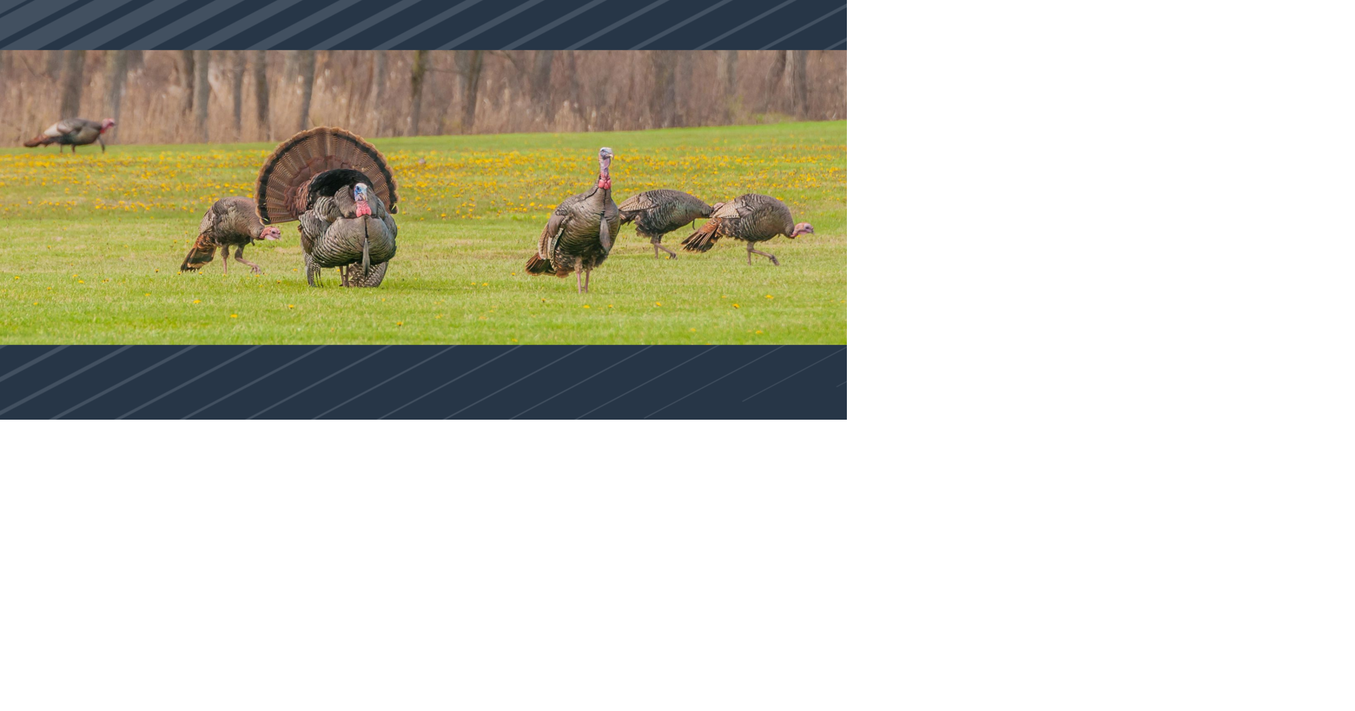 DNR announces turkey season opening | News | channel3000.com